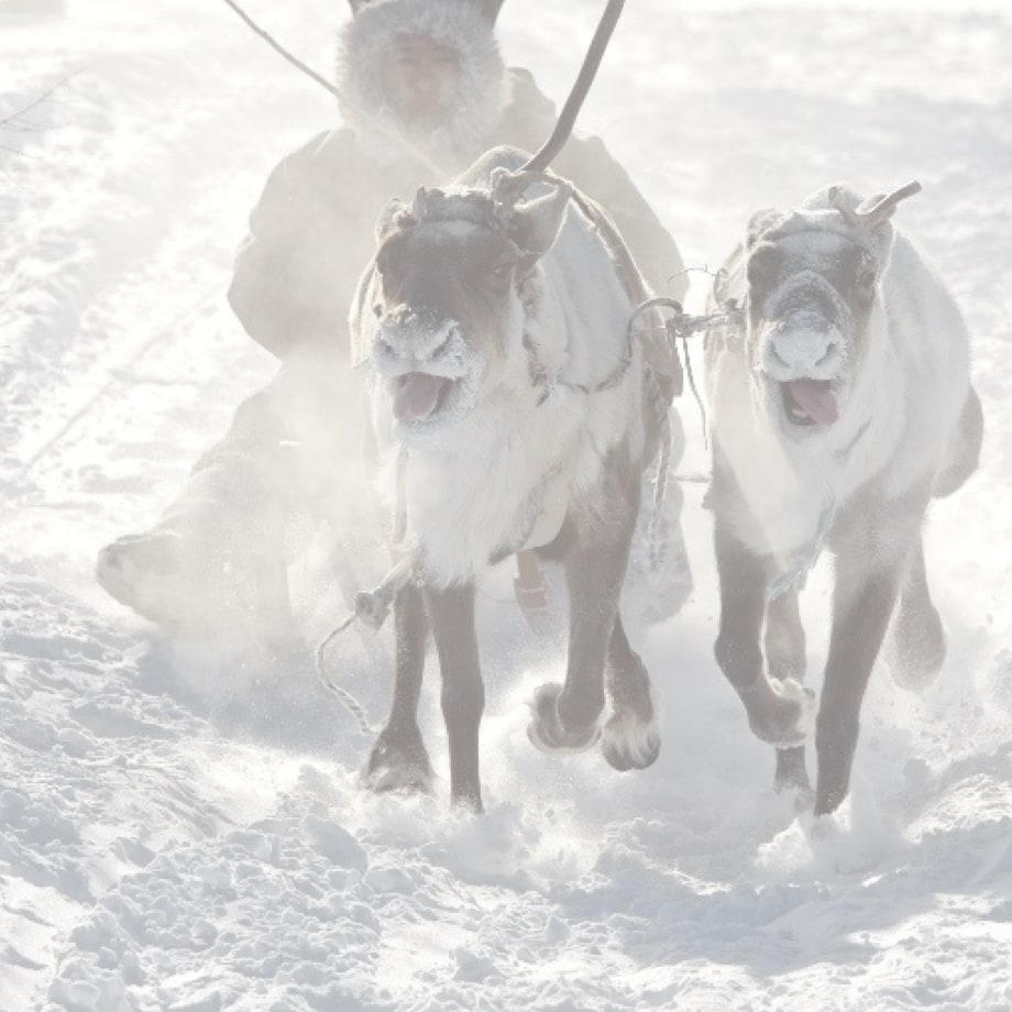 Kupol sponsors reindeer races with local Indigenous community - Kinross ...